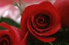 Life Lessons from a Rose - Positively Positive Positively Positive