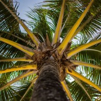 Forgiveness and the Giant Palm Tree - Positively Positive Positively ...