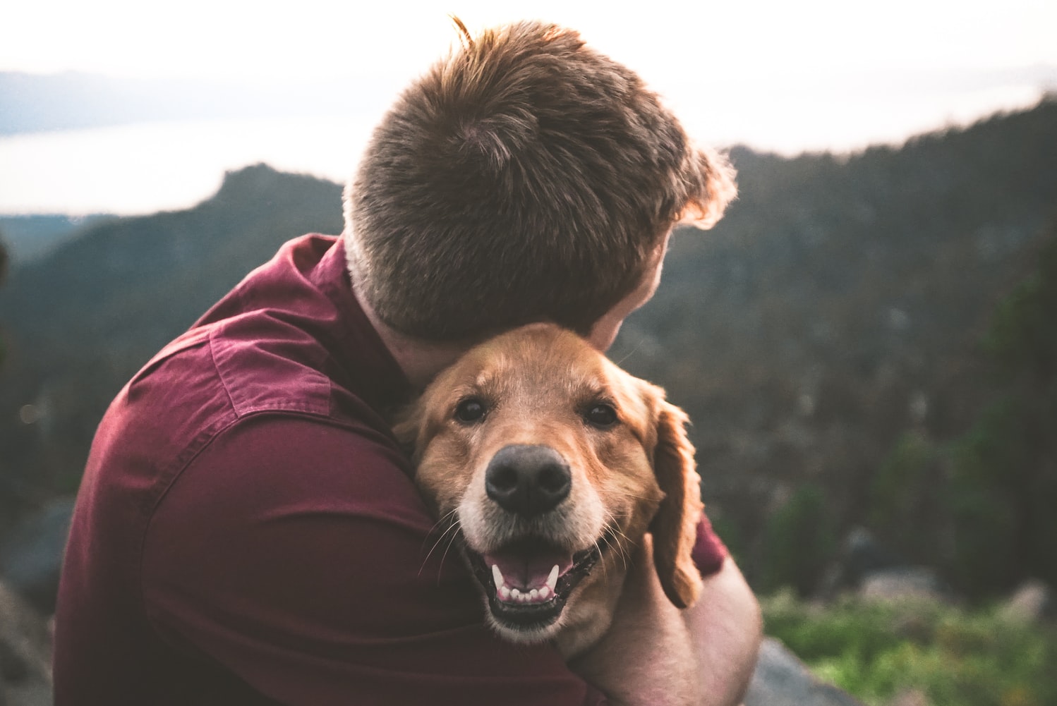 The Power of Pets: How Dogs Can Be Beneficial for Those in Recovery ...